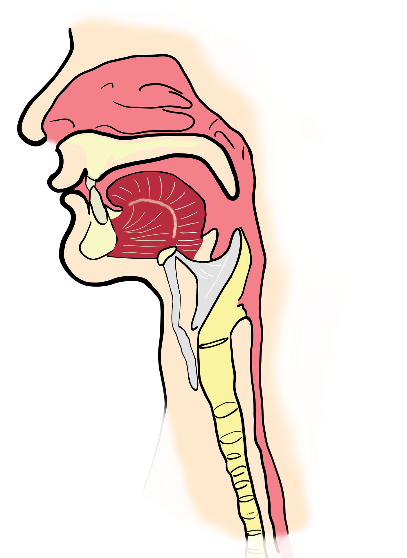 Cancer de l’œsophage : quels sont les causes et traitements